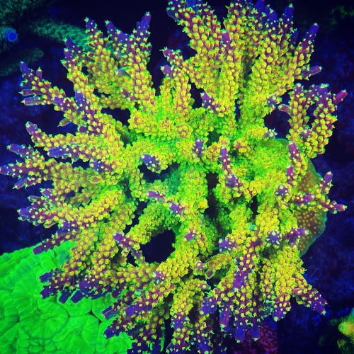 Get Elite SPS Corals at Aquarium Show
