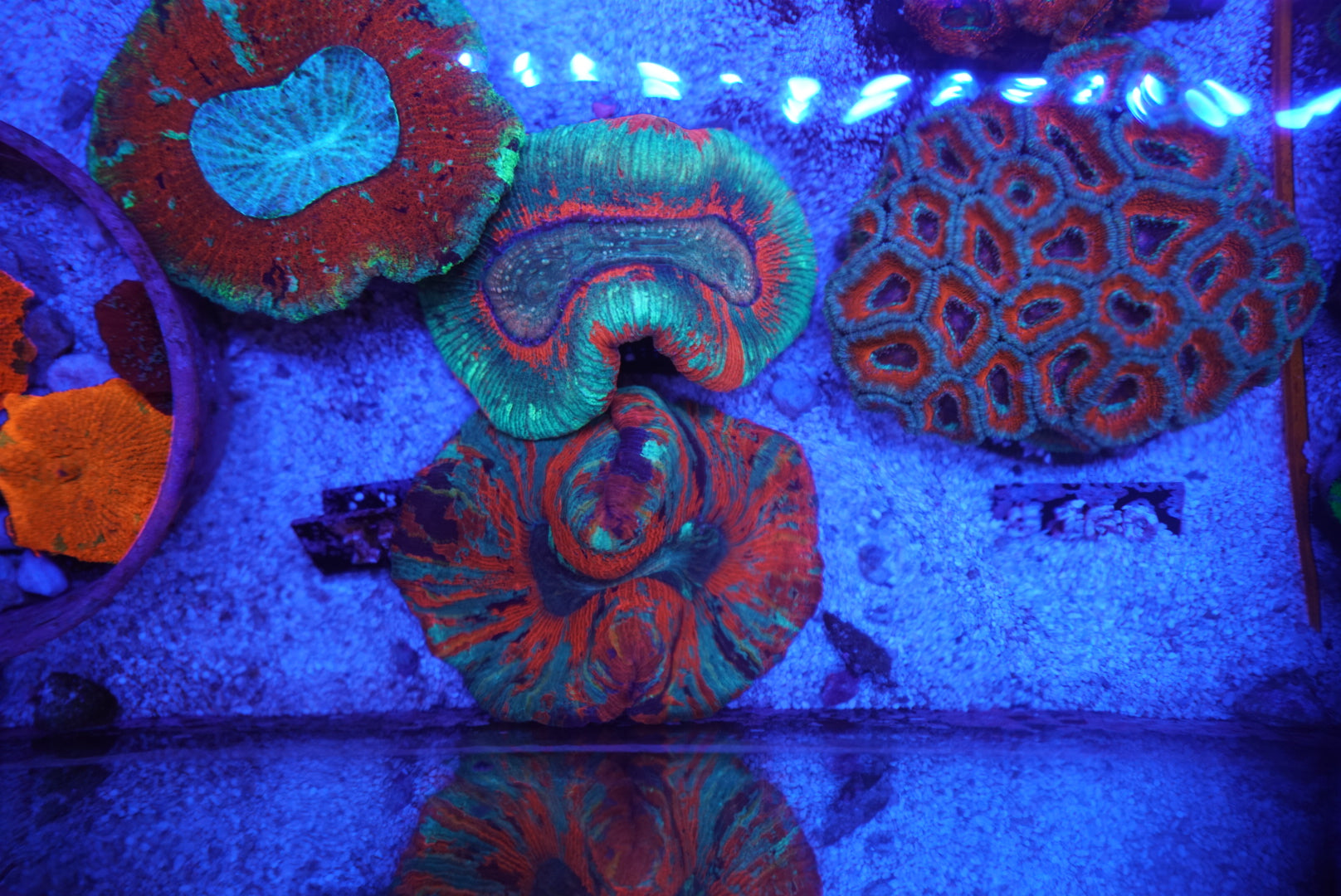Aquarium Show - One Stop Fish Store