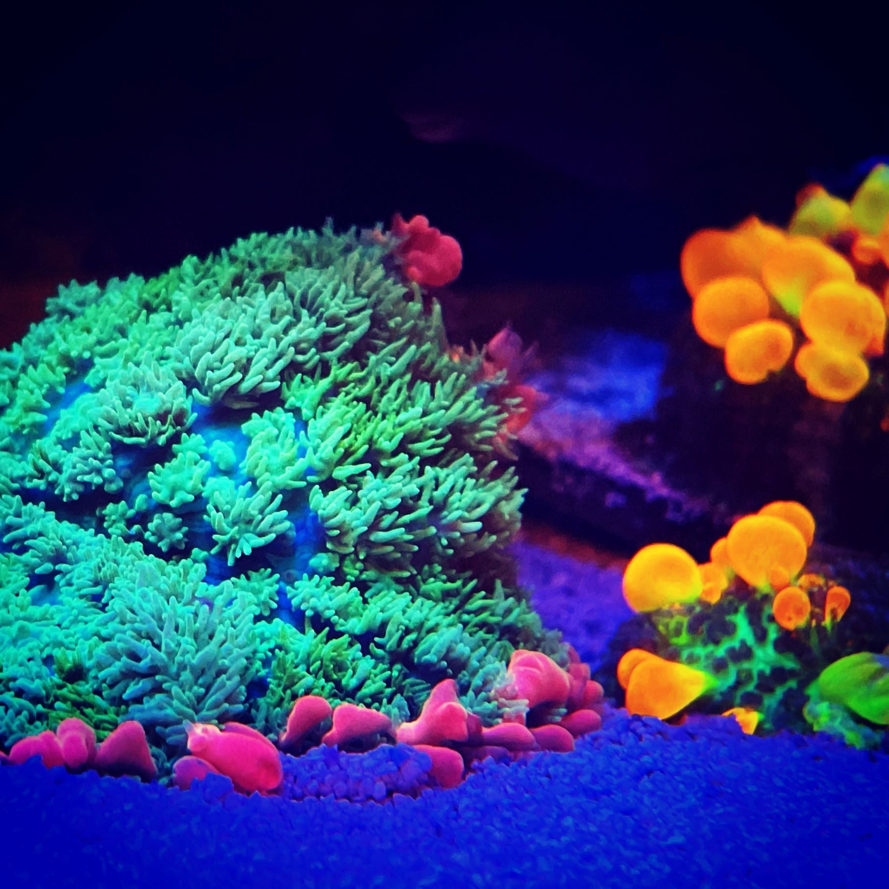WYSIWYG Live Corals | Unique Premium Frags | Aquarium Show