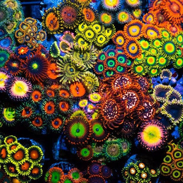 ZOAS – Aquarium Show