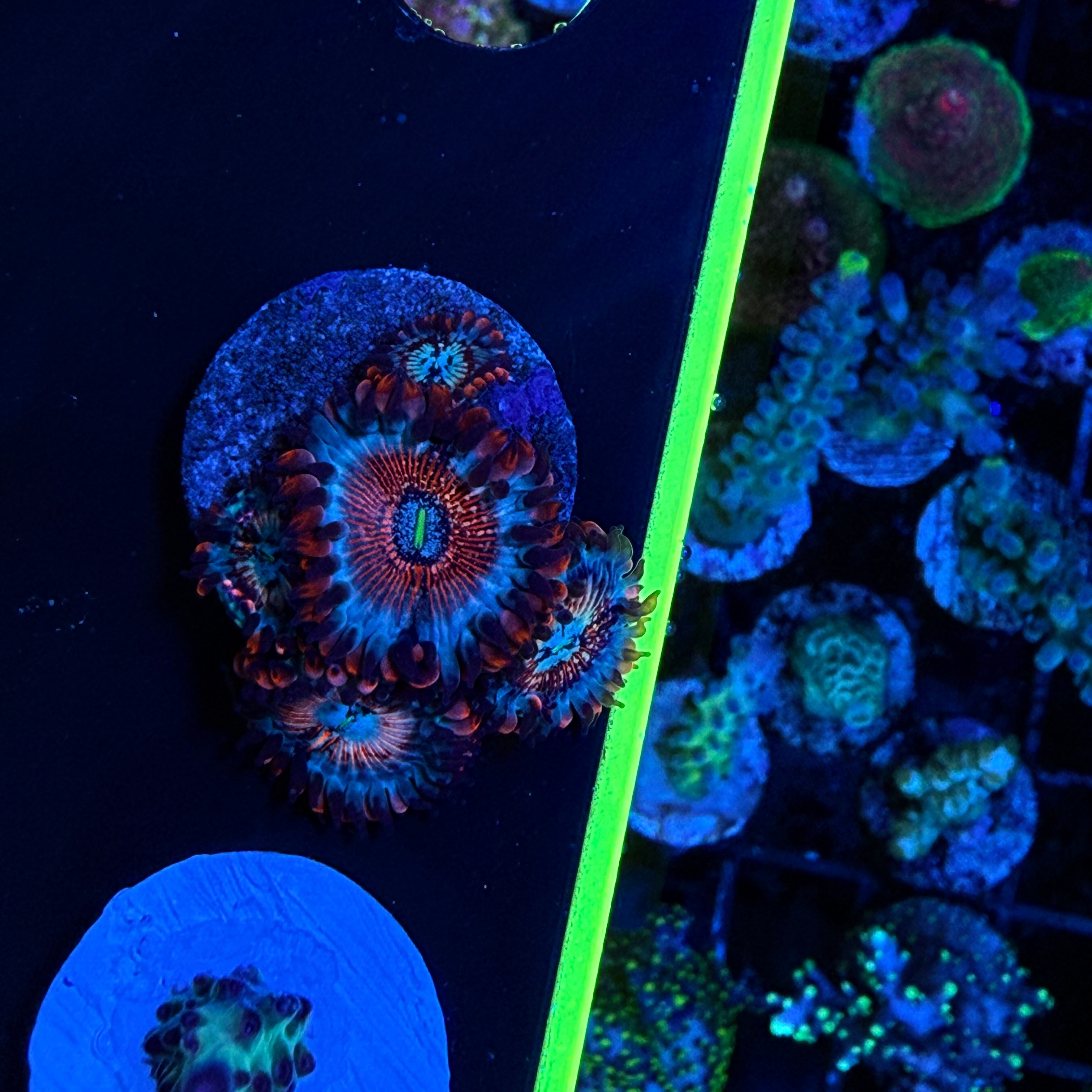 WYSIWYG White Zombie Zoa Coral – Aquarium Show