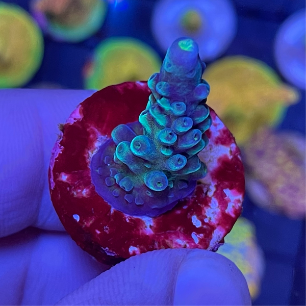 OG Oregon Tort Acropora Coral – Aquarium Show