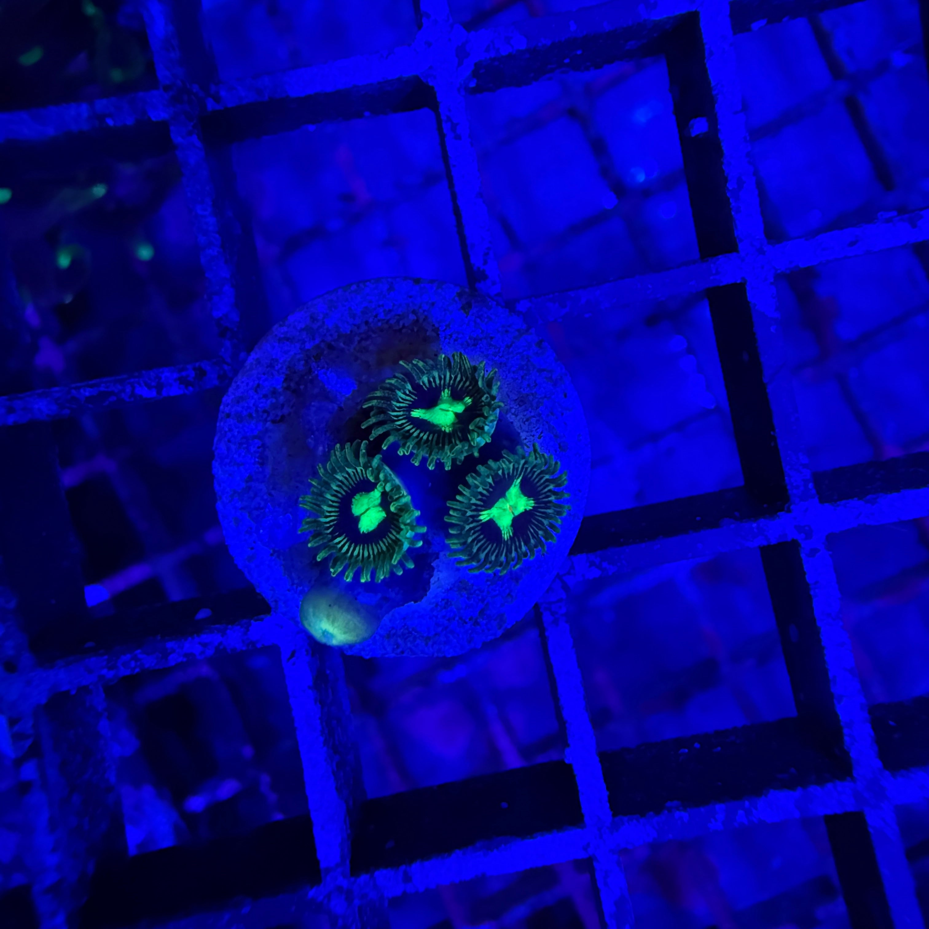 WYSIWYG AS TMNT Zoa Coral – Aquarium Show