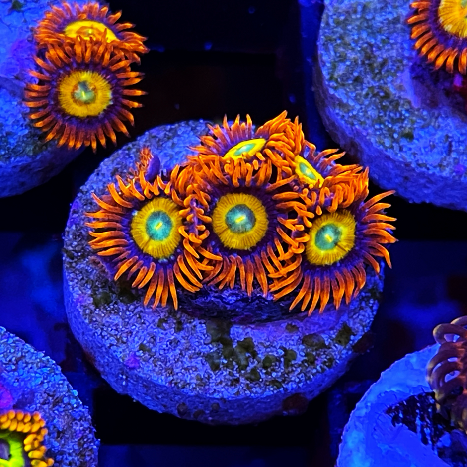 Discover Vibrant Soft Corals and Zoas at Aquarium Show