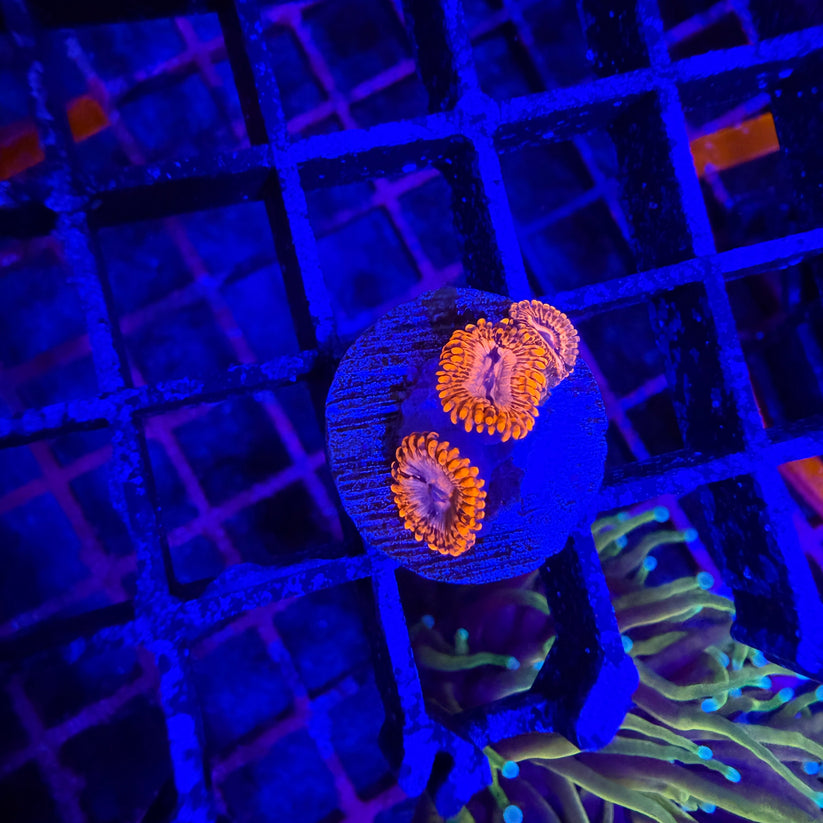 WYSIWYG Utter Chaos Zoa Coral – Aquarium Show