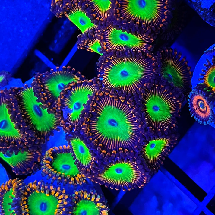 CB Bowzer Zoanthidsze – Aquarium Show