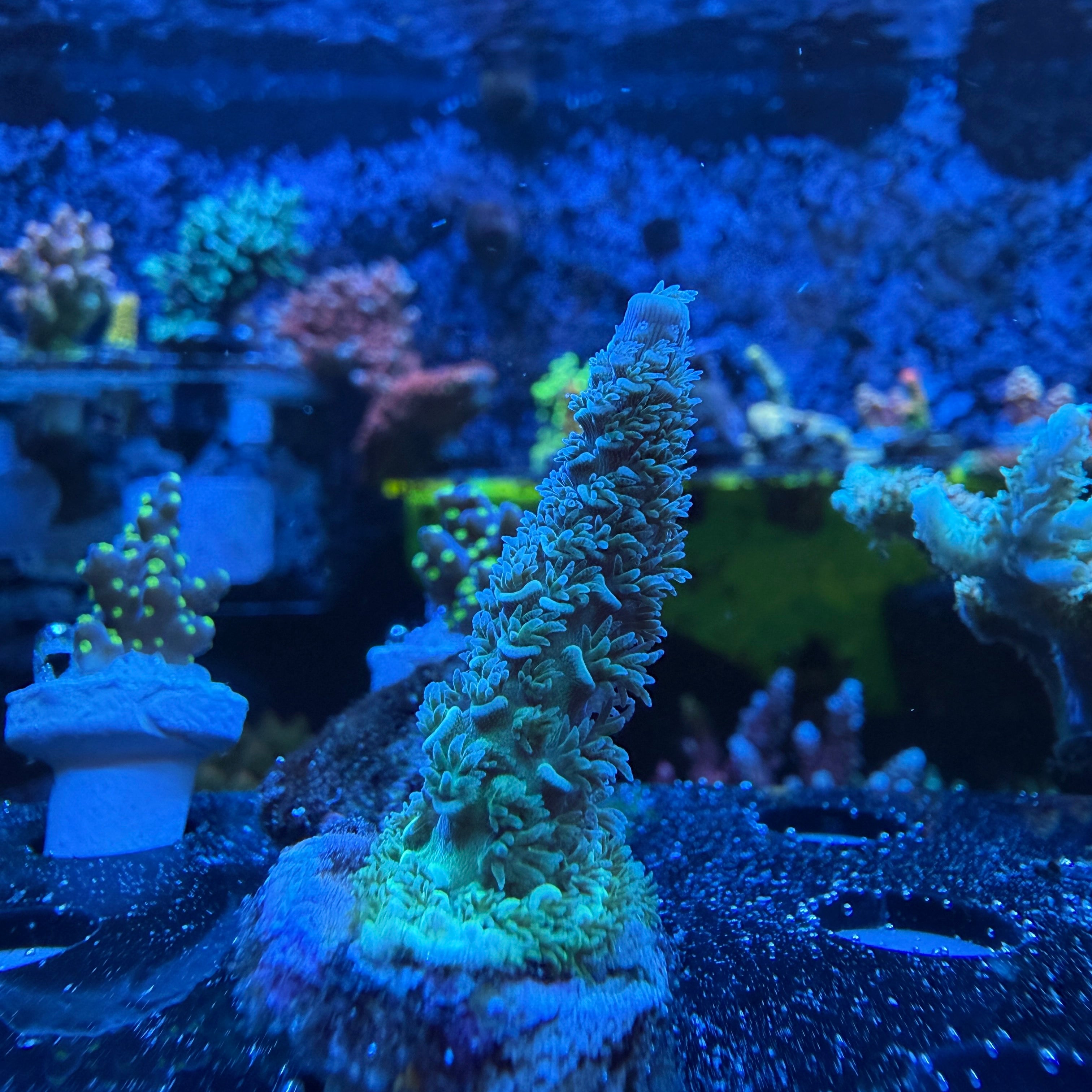 WYSIWYG Blue Tenuis Acropora Coral – Aquarium Show