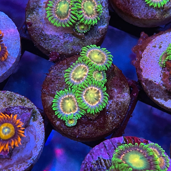 WWC Laser Lemons Zoanthids Coral – Aquarium Show