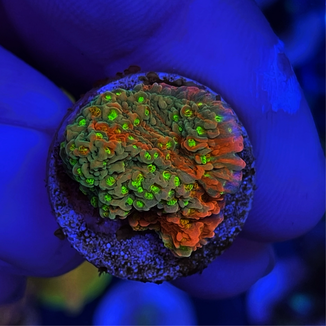 Aquarium Show - One Stop Fish Store