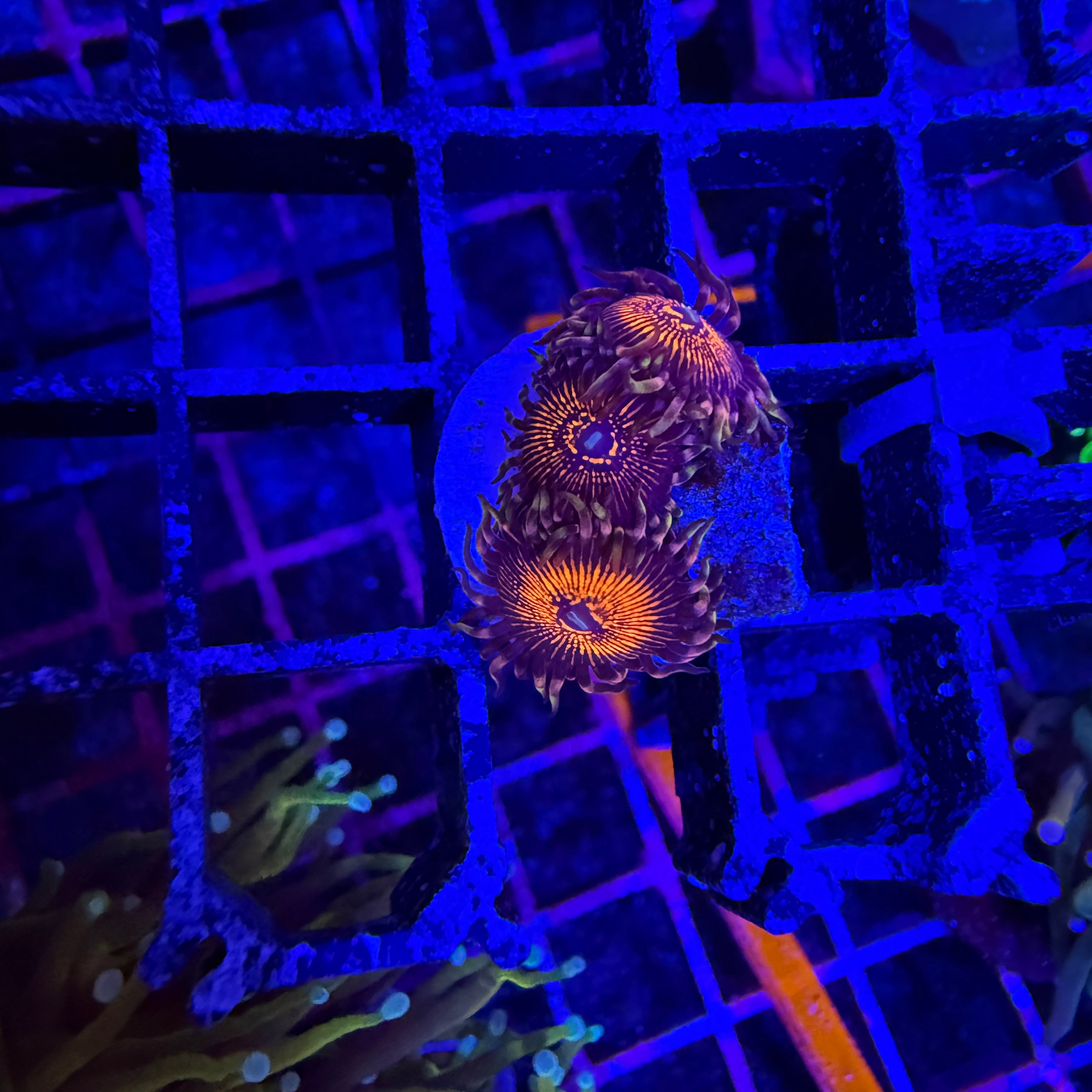 WYSIWYG Stranger Things Zoa Coral – Aquarium Show