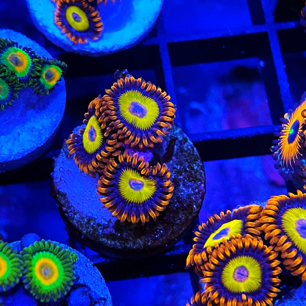 Fruit Loops Zoanthids Coral – Aquarium Show
