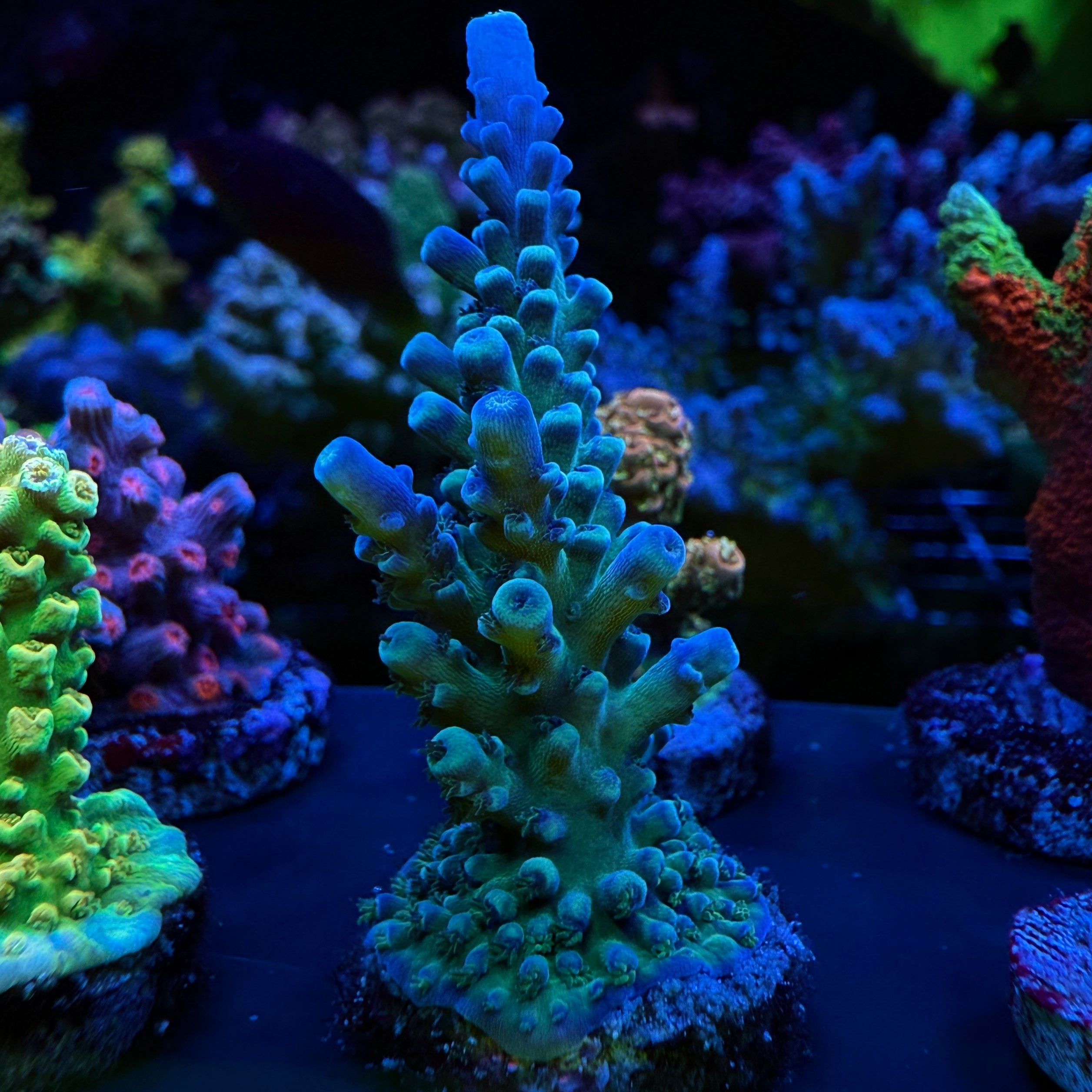 WYSIWYG OG Oregon Tort Coral – Aquarium Show