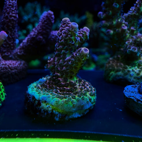 WYSIWYG AS Rainbow Millepora Coral – Aquarium Show