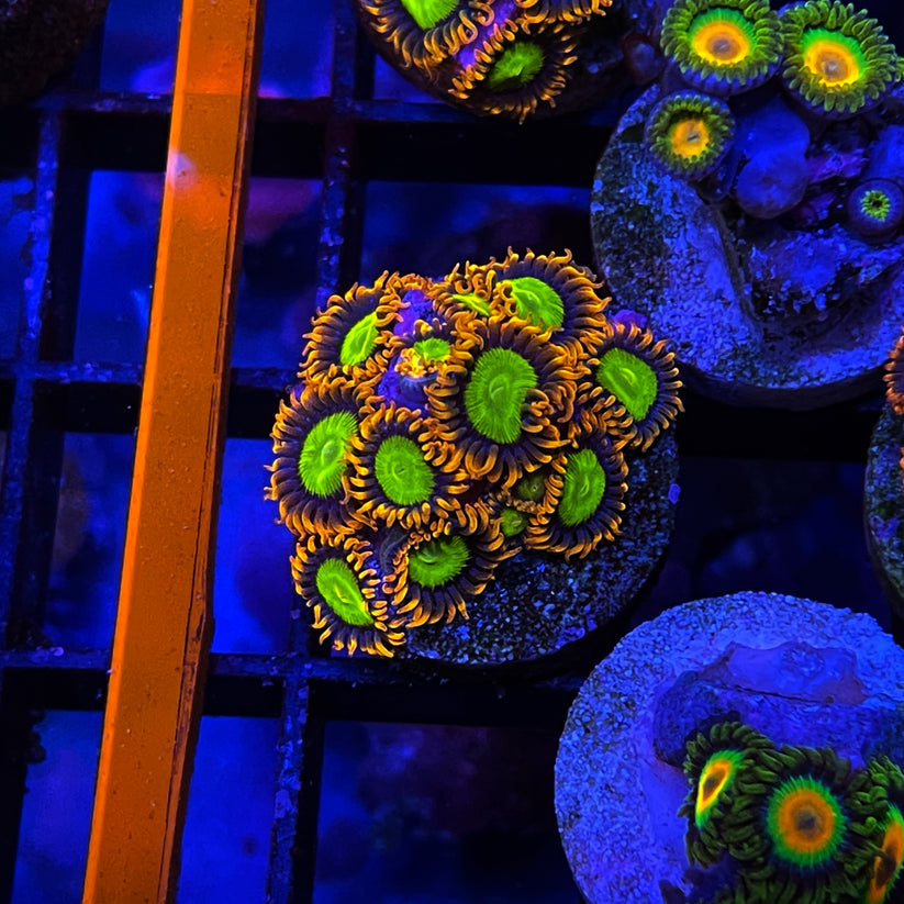 Mandarin Orange Zoanthids Coral – Aquarium Show