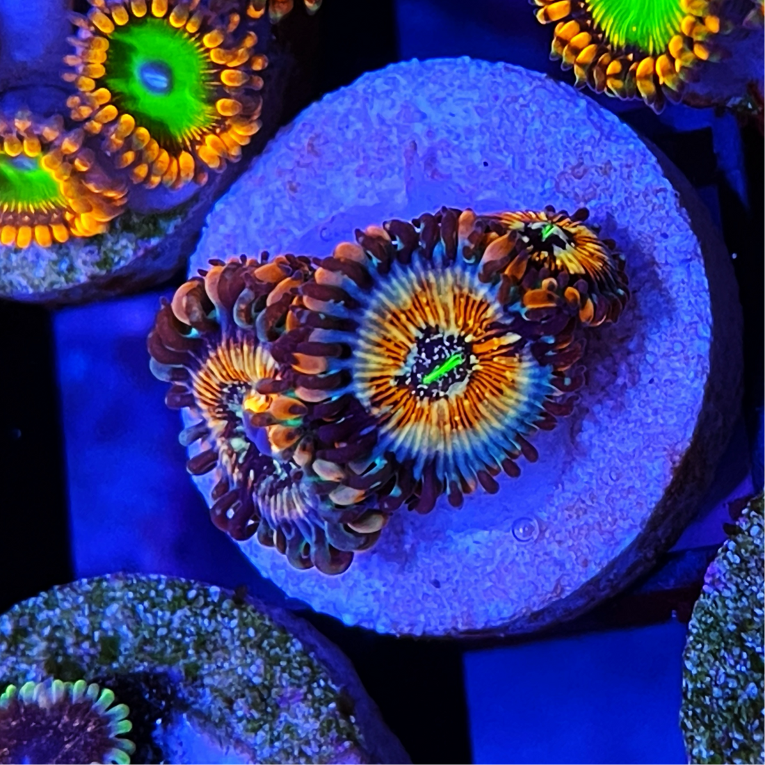 White Zombie Zoanthids – Aquarium Show