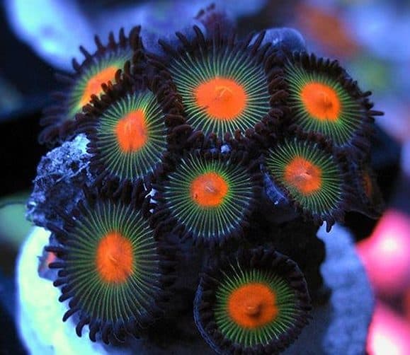 Gorilla Nipples Zoa Coral – Aquarium Show