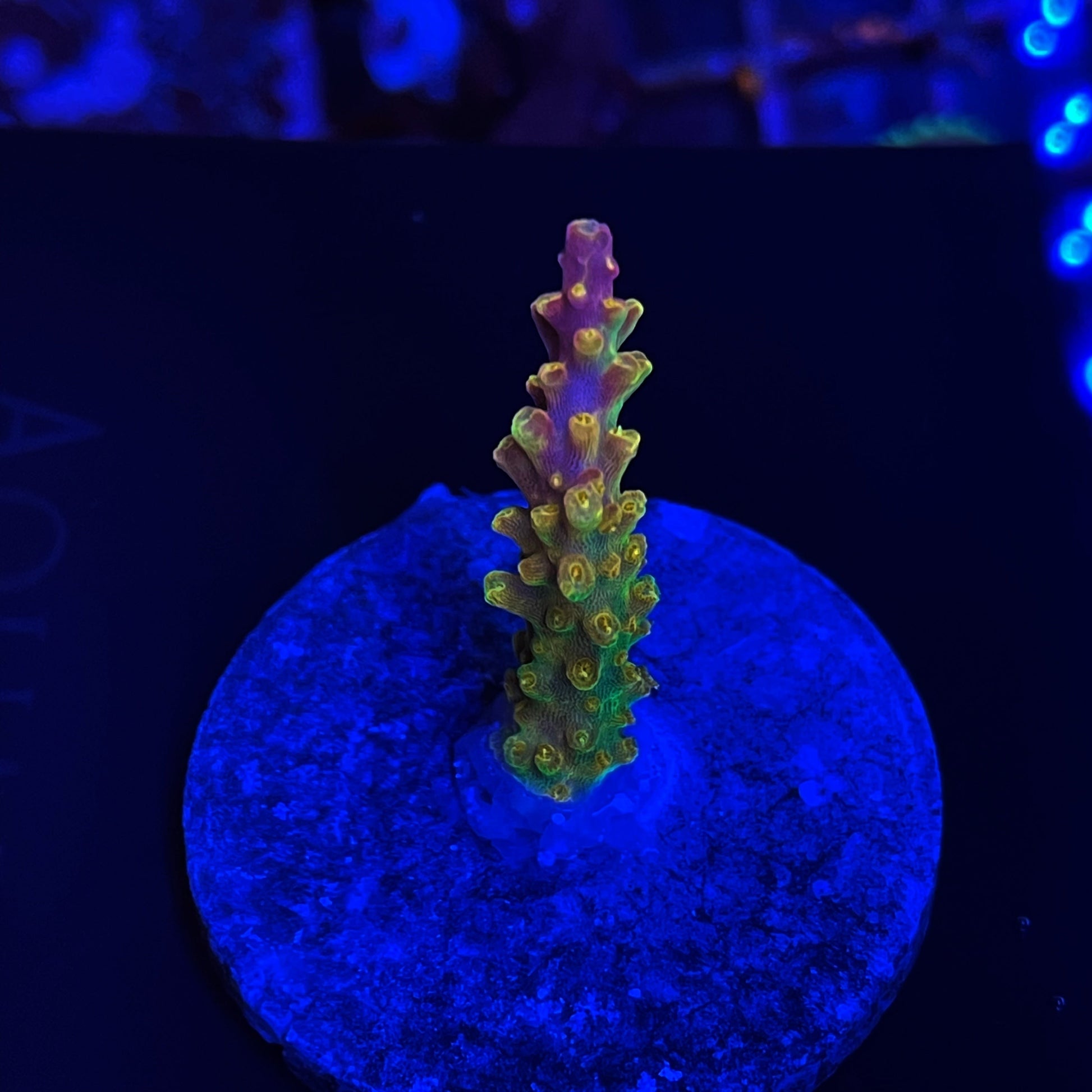 RR Rainbow Loom Acropora – Aquarium Show