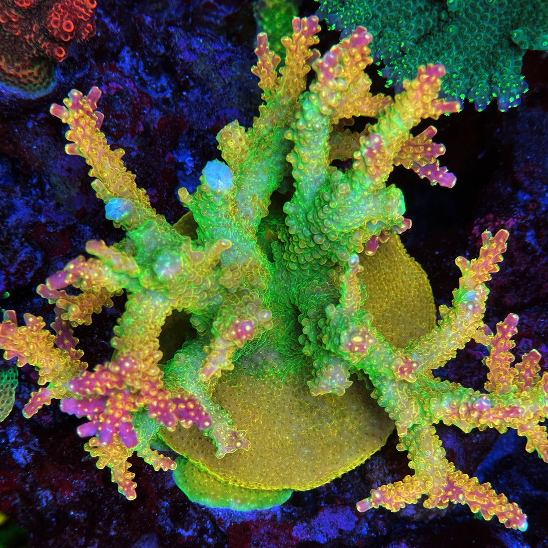 Paletta Pink Tip Acropora Coral – Aquarium Show