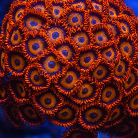 Orange Oxide Zoa Coral – Aquarium Show